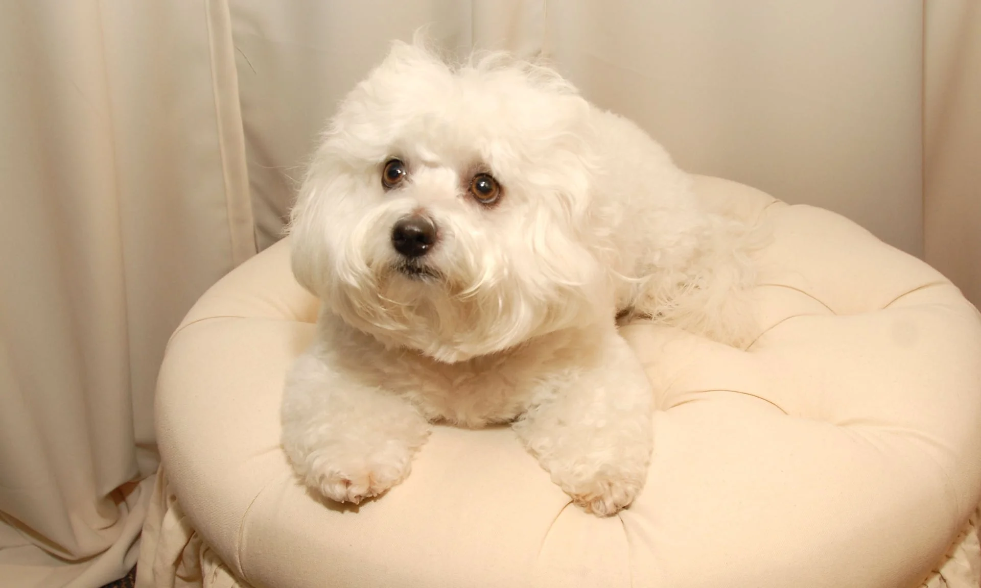 Cloning — the science sauce