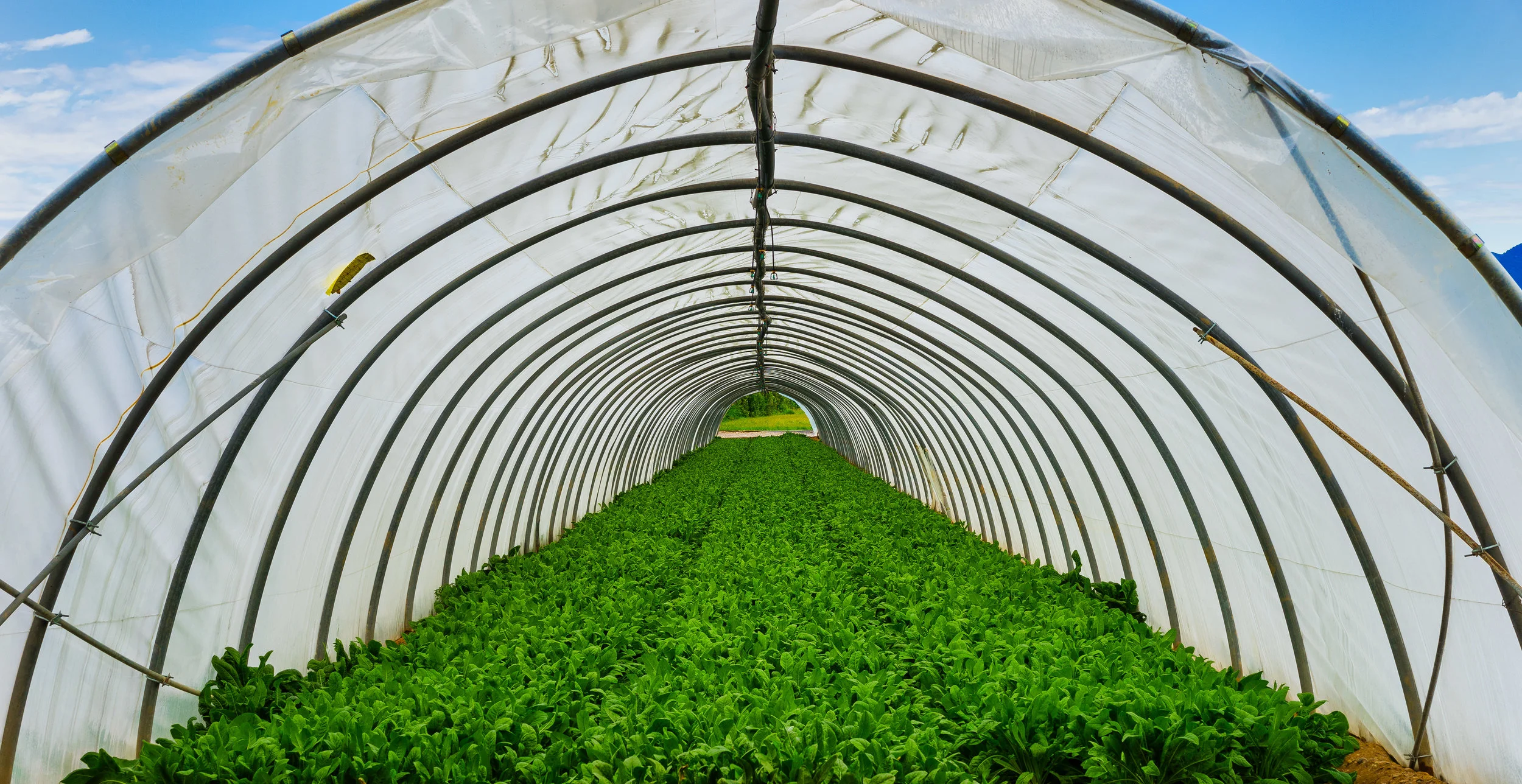 Food Production* — the science sauce