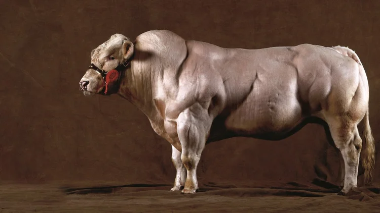 Selective breeding (GCSE) — the science sauce