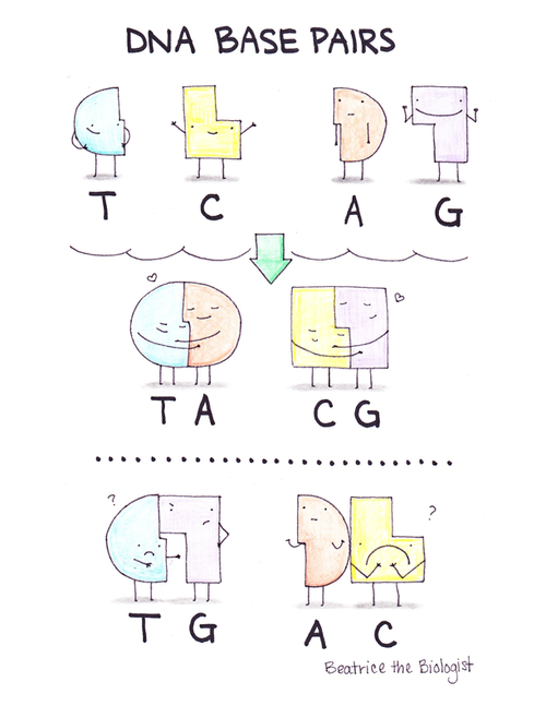 DNA and Inheritance* — the science sauce