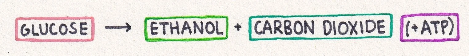 What Is The Symbol Equation For Anaerobic Respiration In Yeast what-is-the-symbol-equation-for-anaerobic-respiration-in-yeast