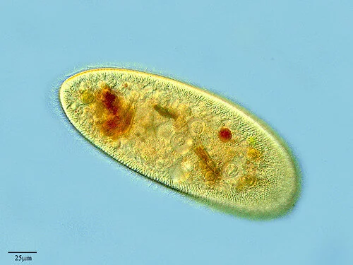 Variety of living organisms — the science hive