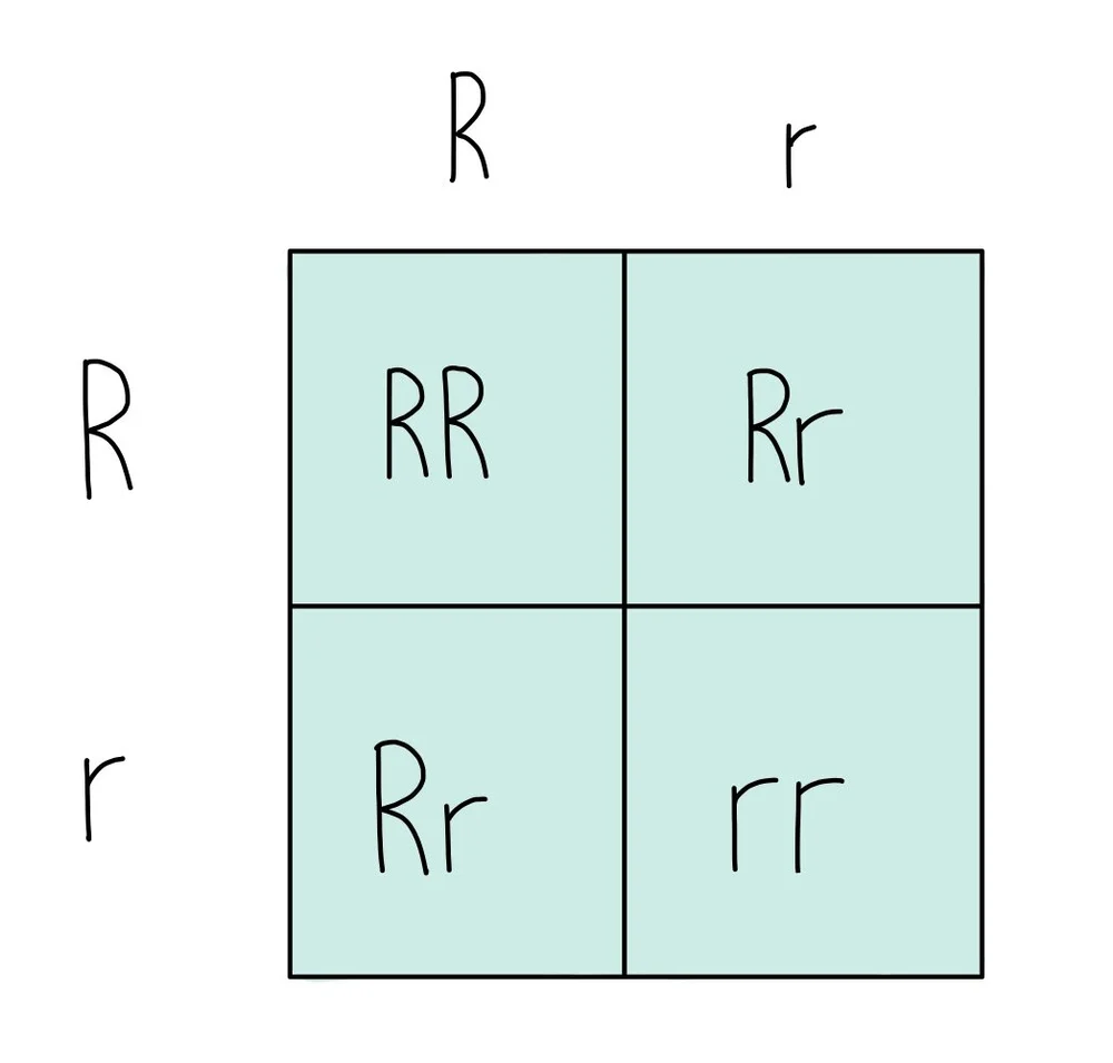 DNA and Inheritance* — the science sauce