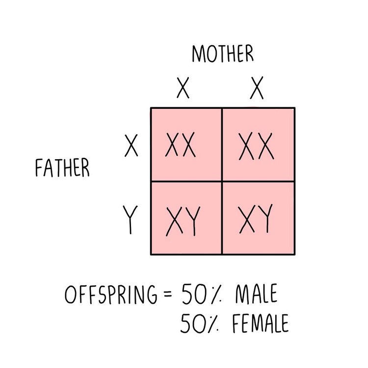 DNA and Inheritance* — the science sauce
