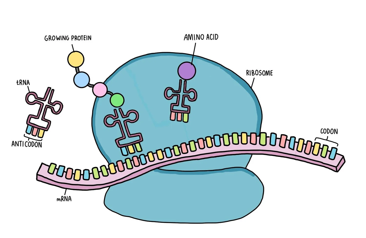 DNA and Inheritance* — the science sauce