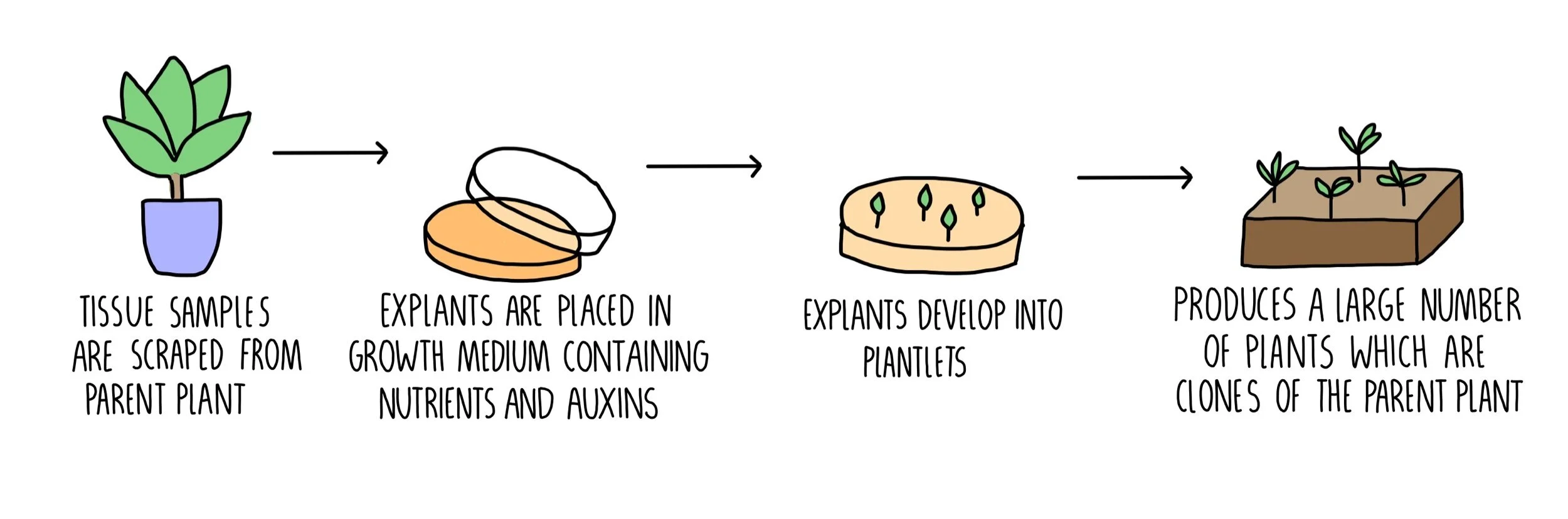 Cloning — the science hive