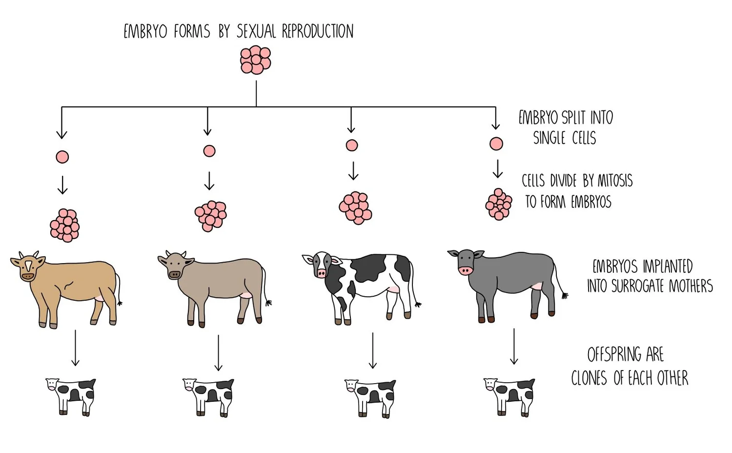 Cloning* — the science sauce