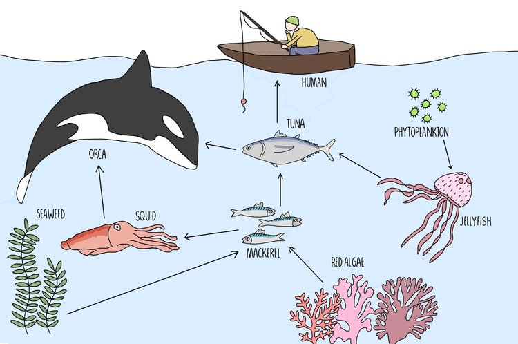 Feeding relationships — the science sauce