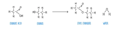 Alcohols, Carboxylic Acids and Esters (GCSE) — the science sauce