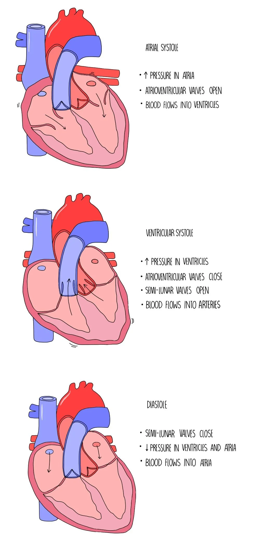Heart Structure and Cardiac Cycle (A Level) — the science sauce