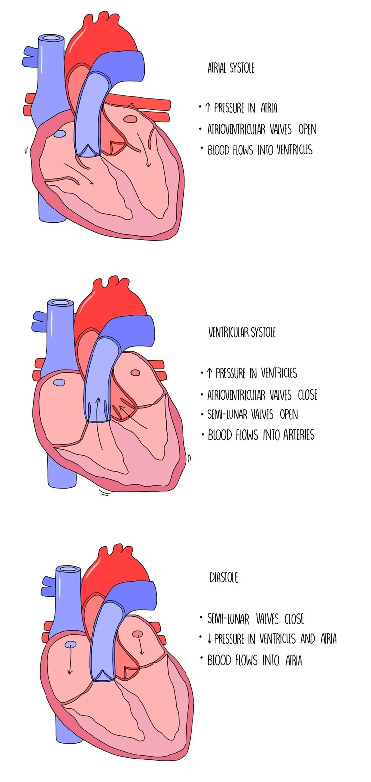 Heart Structure and Cardiac Cycle (A Level) — the science hive
