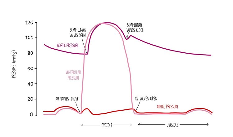 Heart Structure and Cardiac Cycle (A Level) — the science hive