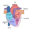 Heart Structure and Cardiac Cycle (A Level) — the science hive