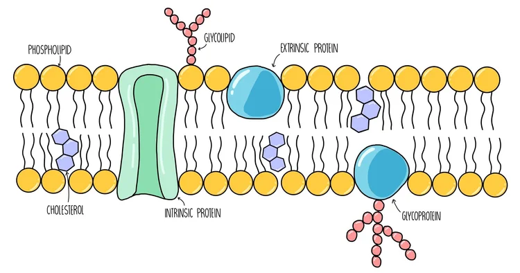 Biological Membranes (A-Level) — the science sauce