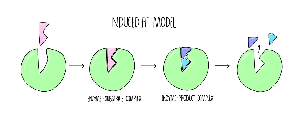 Enzymes (A-Level) — the science sauce