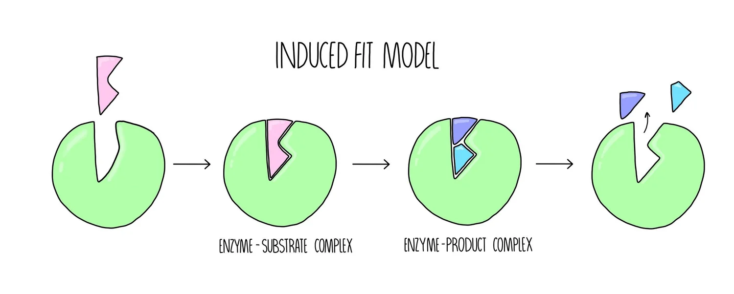 Enzymes (A-Level) — the science sauce