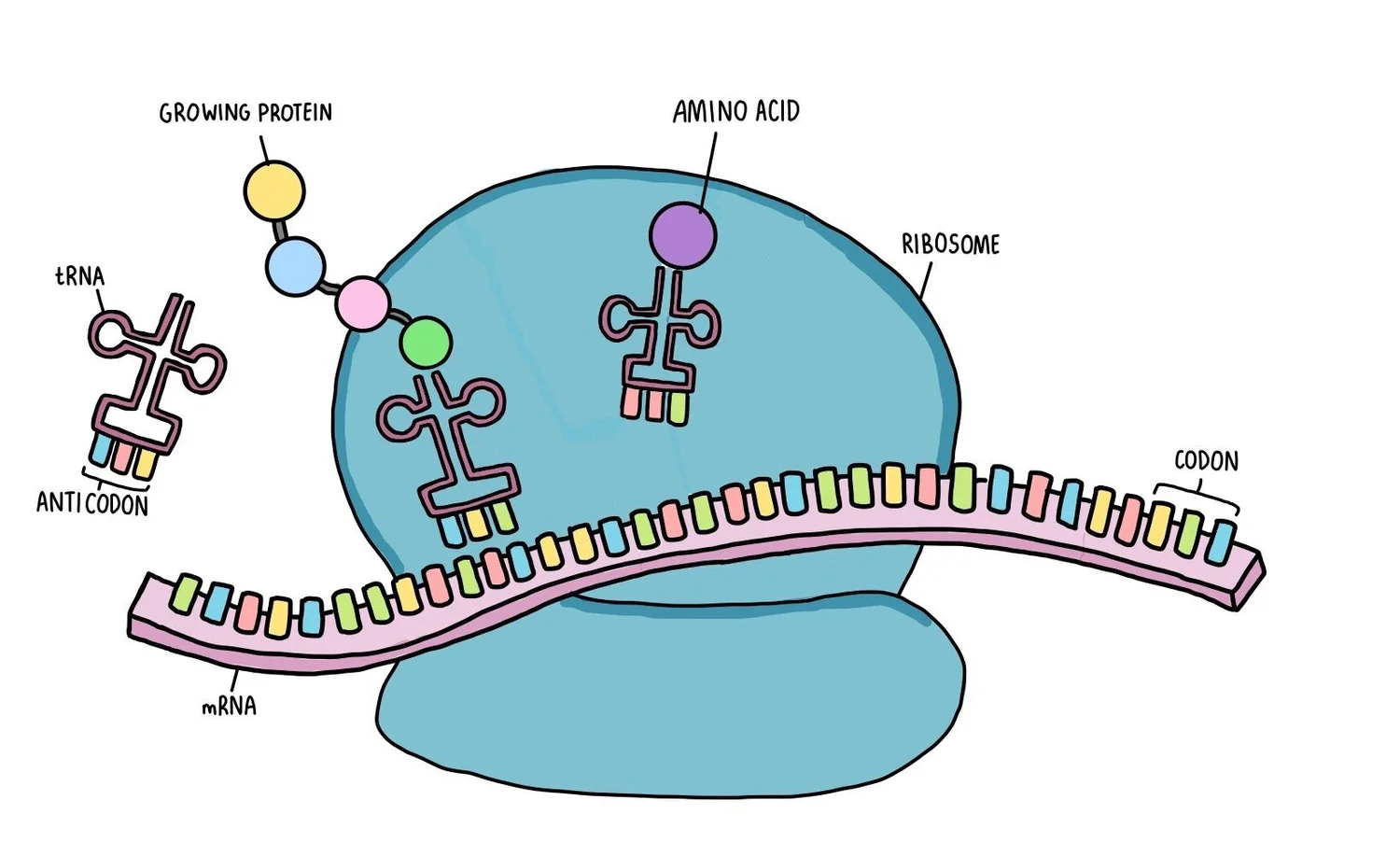 DNA Replication, Transcription & Translation (A Level) — the science sauce