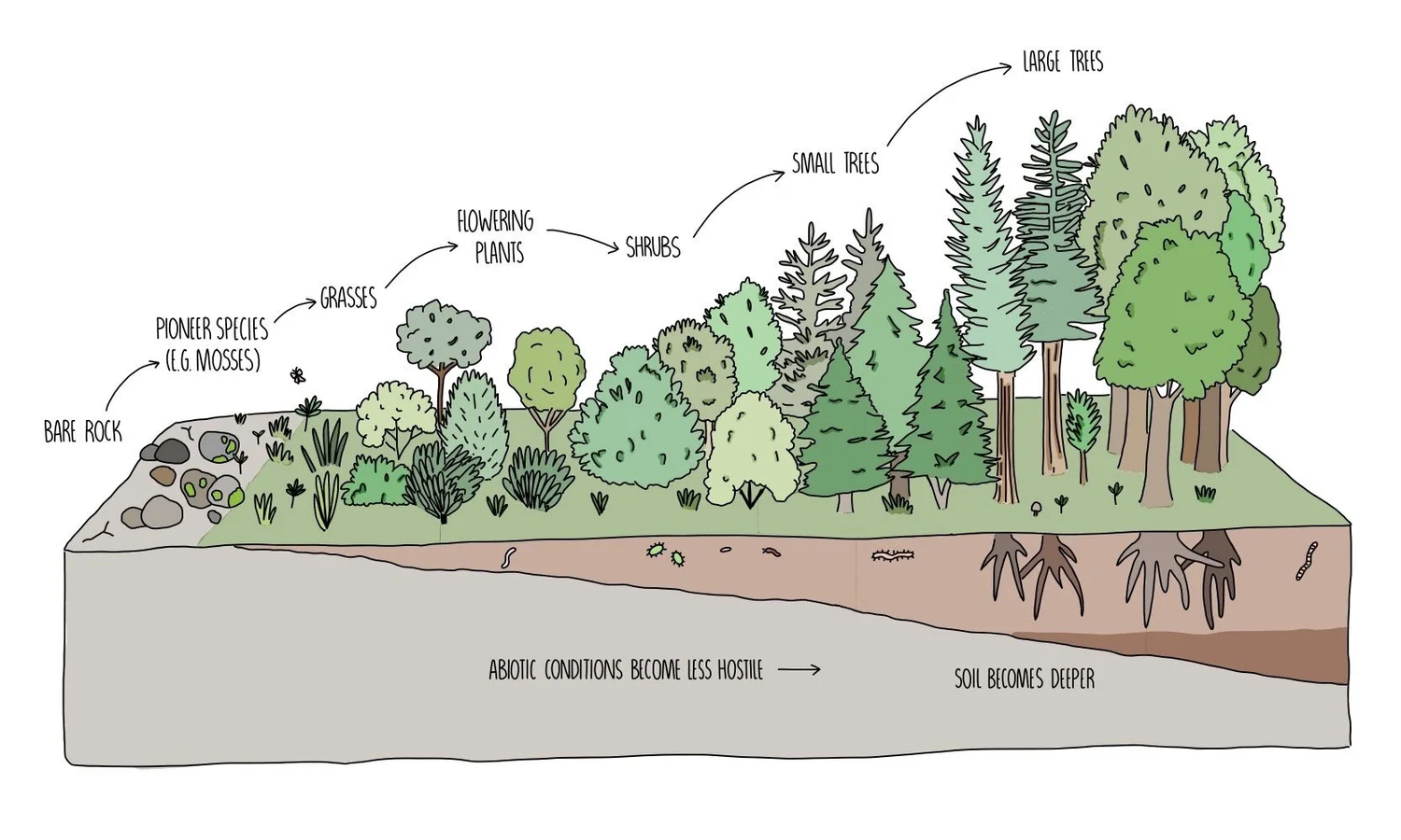 Ecosystems (A Level) — the science sauce