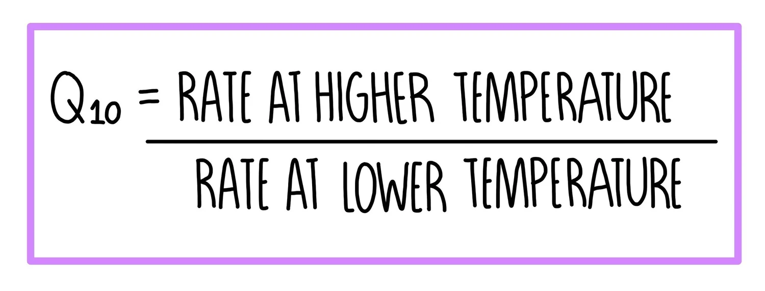 Enzymes (A-Level) — the science sauce