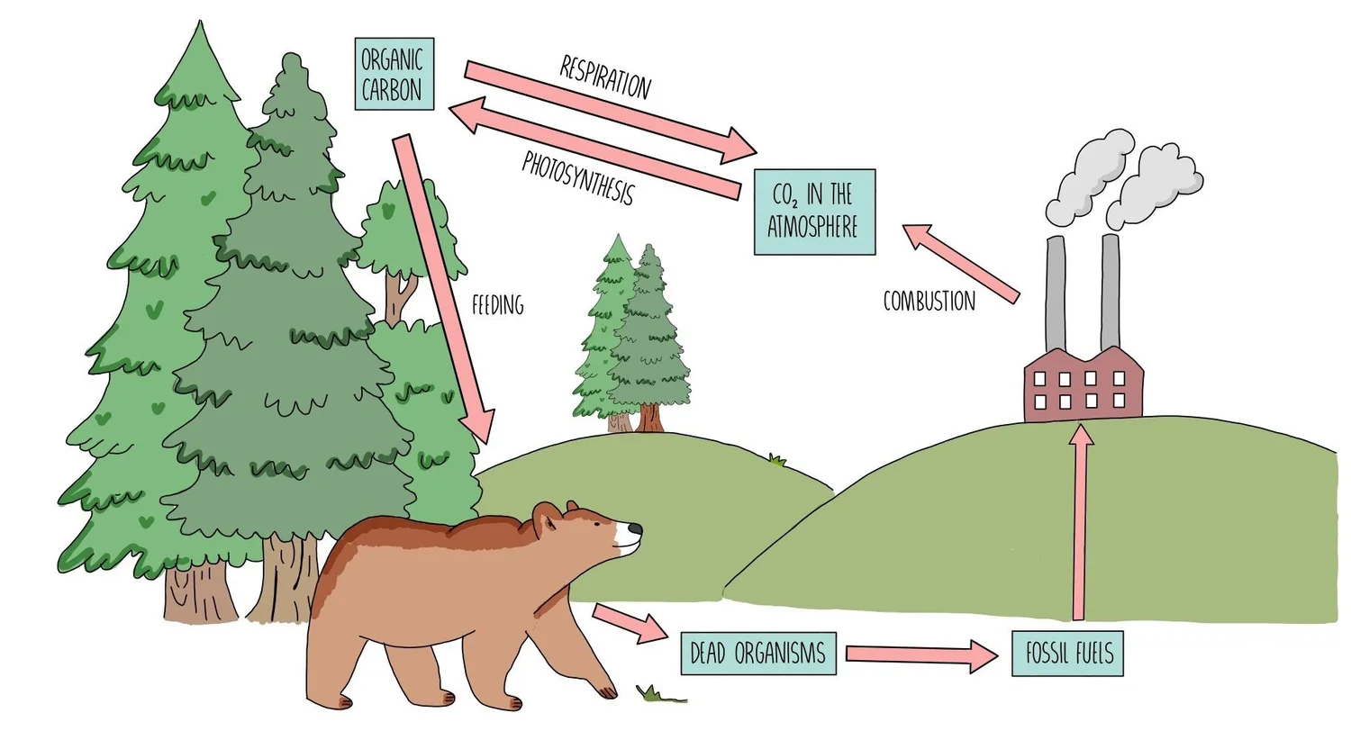 Cycles within ecosystems — the science hive