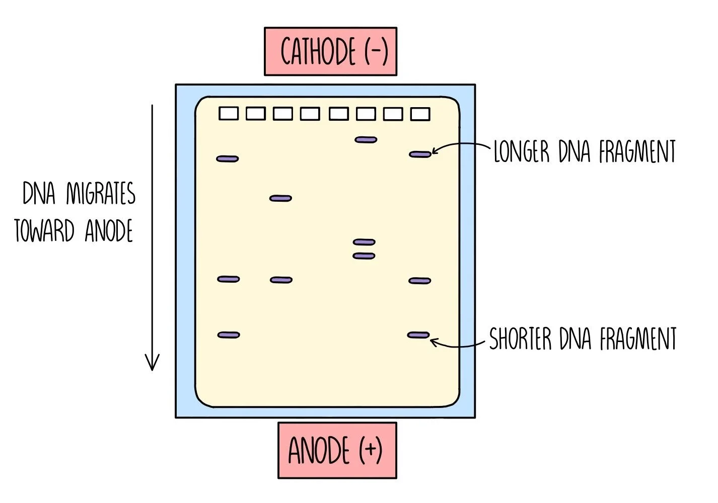 DNA Profiling (A Level) — the science hive