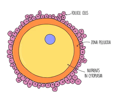 Gametes and Fertilisation (A Level) — the science sauce