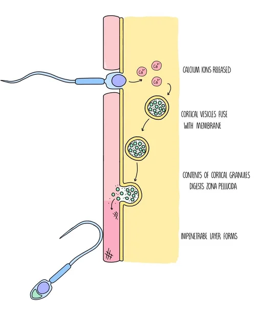 Gametes and Fertilisation (A Level) — the science sauce