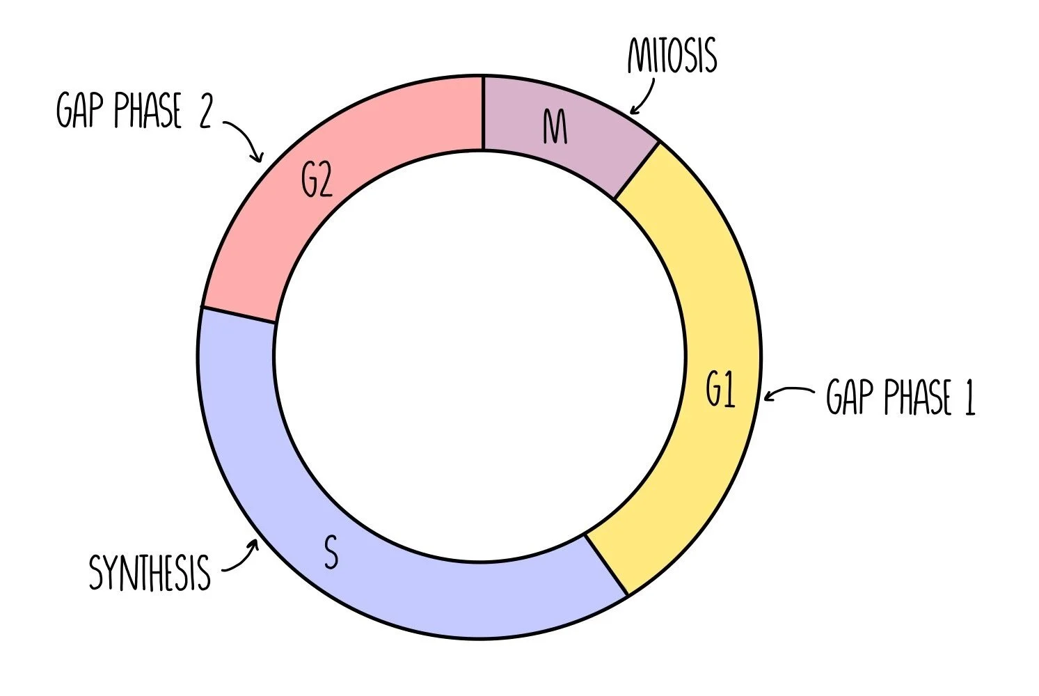 The Cell Cycle, Mitosis & Meiosis (A Level) — the science sauce