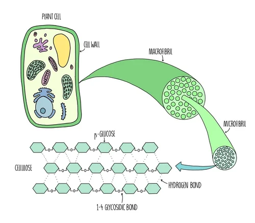 Plant Fibres and Sustainability (A Level) — the science sauce