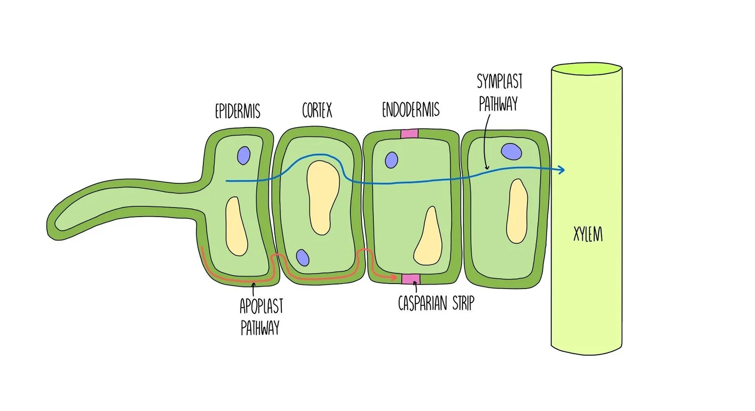 Water Transport and Transpiration (A Level) — the science sauce