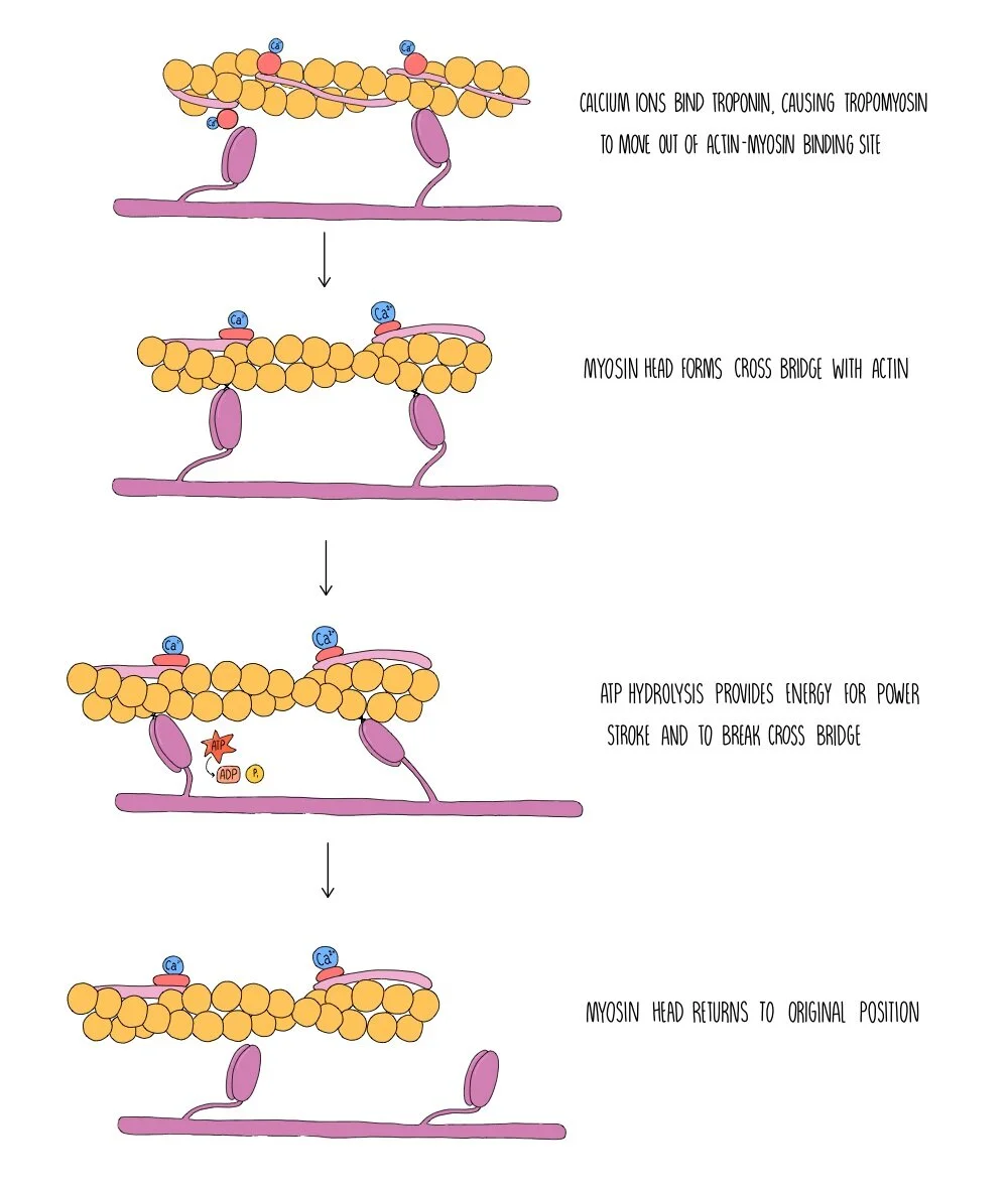 Skeletal Muscles and Muscle Contraction (A Level) — the science hive
