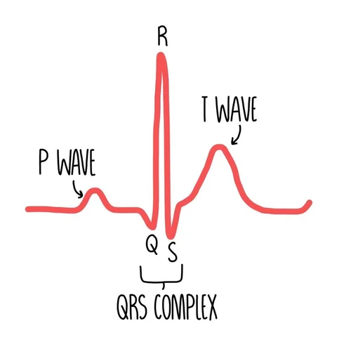 Electrical Activity in the Heart (A Level) — the science sauce
