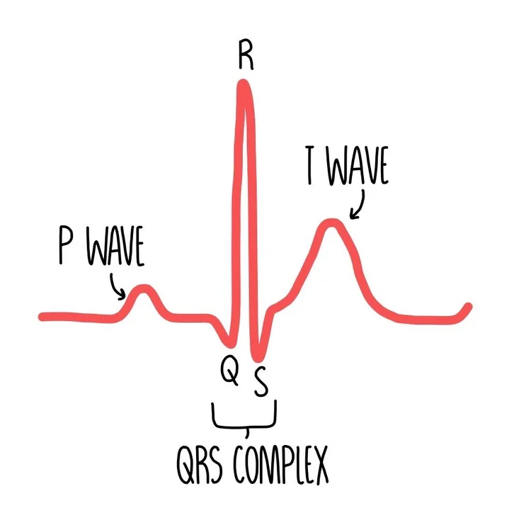 Electrical Activity in the Heart (A Level) — the science sauce