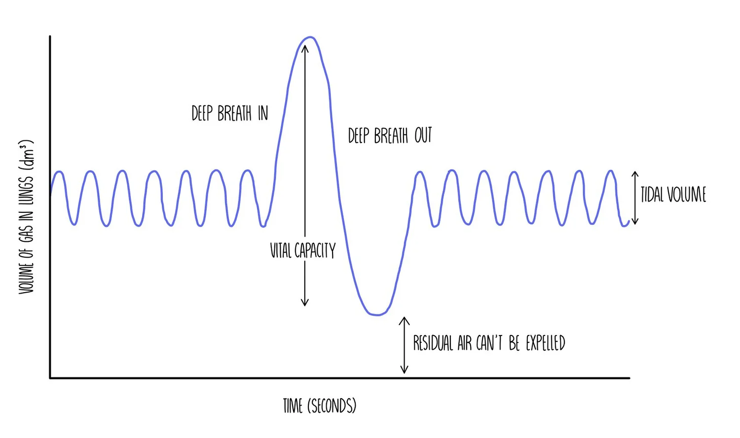 Control of Heart Rate and Breathing Rate (A Level) — the science sauce