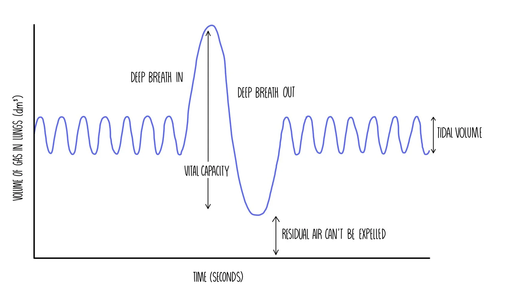 Control of Heart Rate and Breathing Rate (A Level) — the science sauce