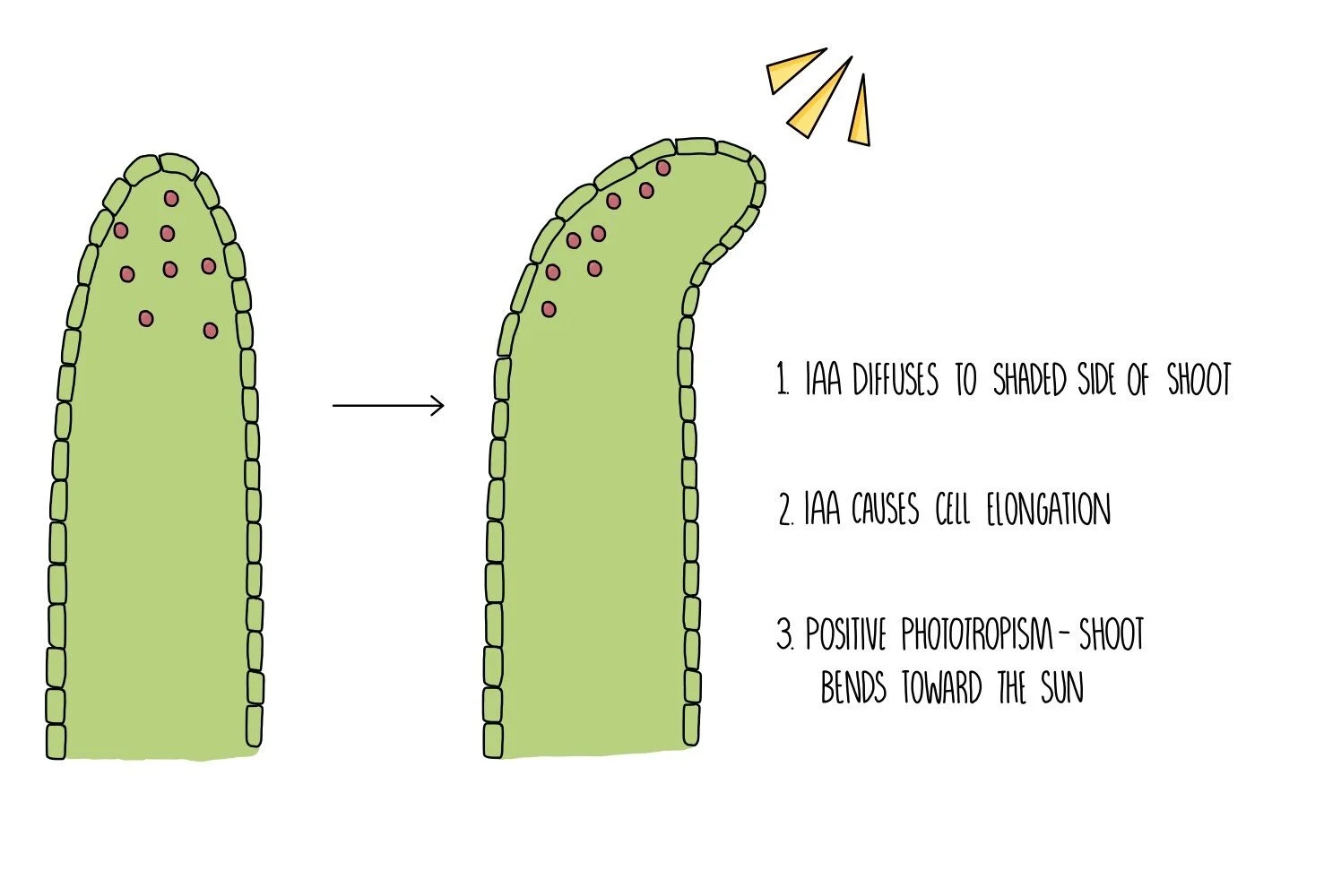 Responses in Plants (A Level) — the science sauce