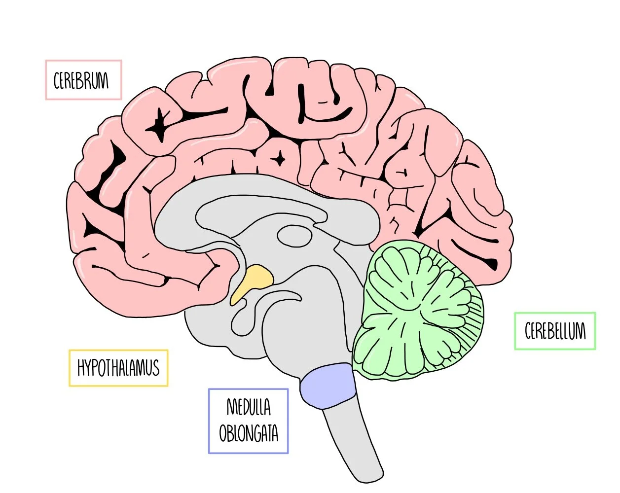 Brain Structure and Function (A Level) — the science sauce
