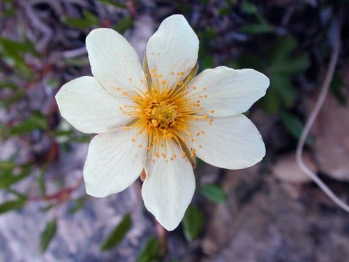 Xylem and Phloem (A Level) — the science sauce