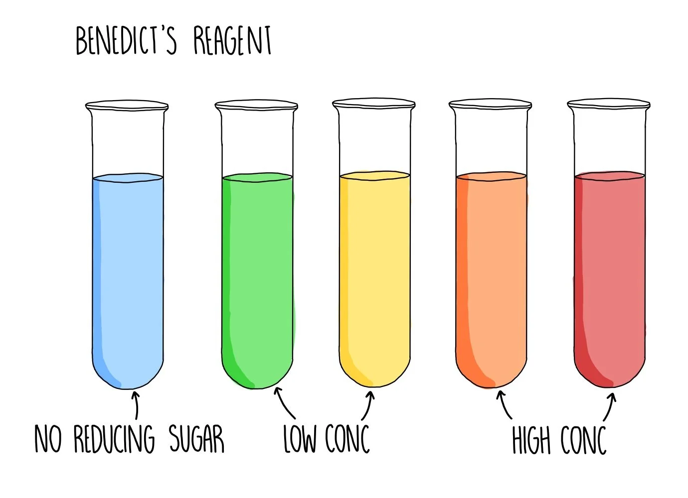 Biological Molecules (A Level) — the science hive