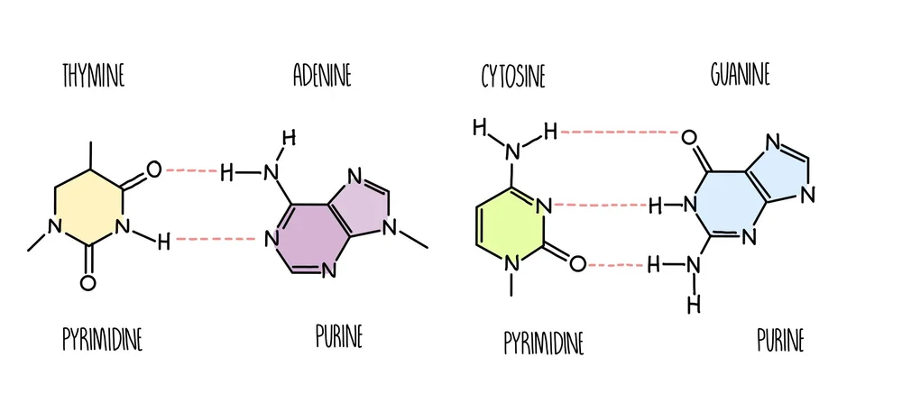 Nucleotide Molecule Structure