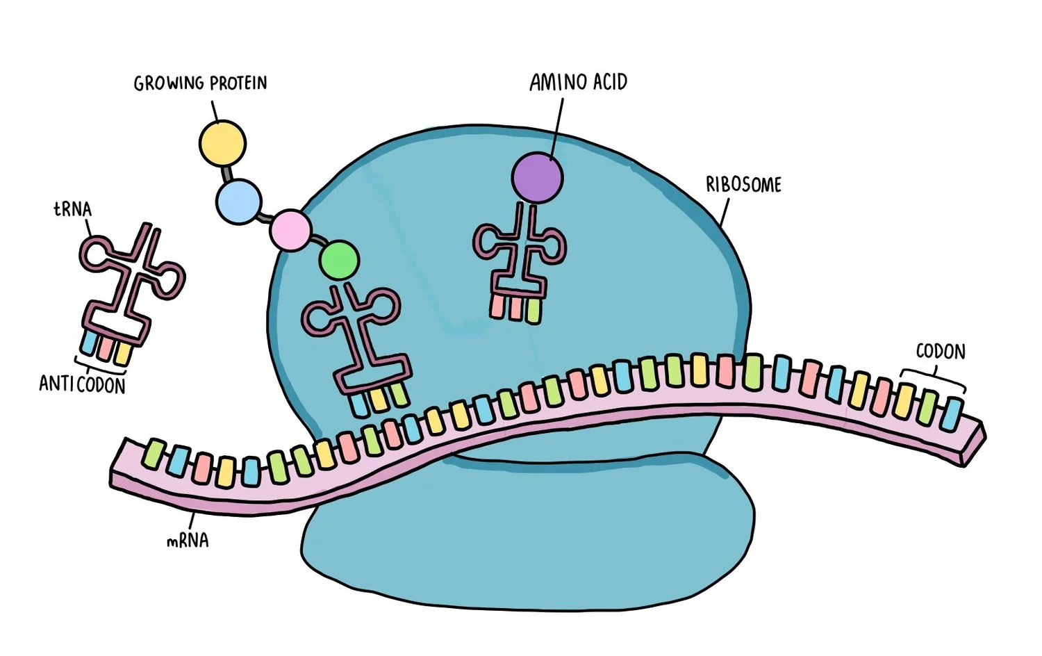 Nucleotides and Nucleic Acids — the science hive