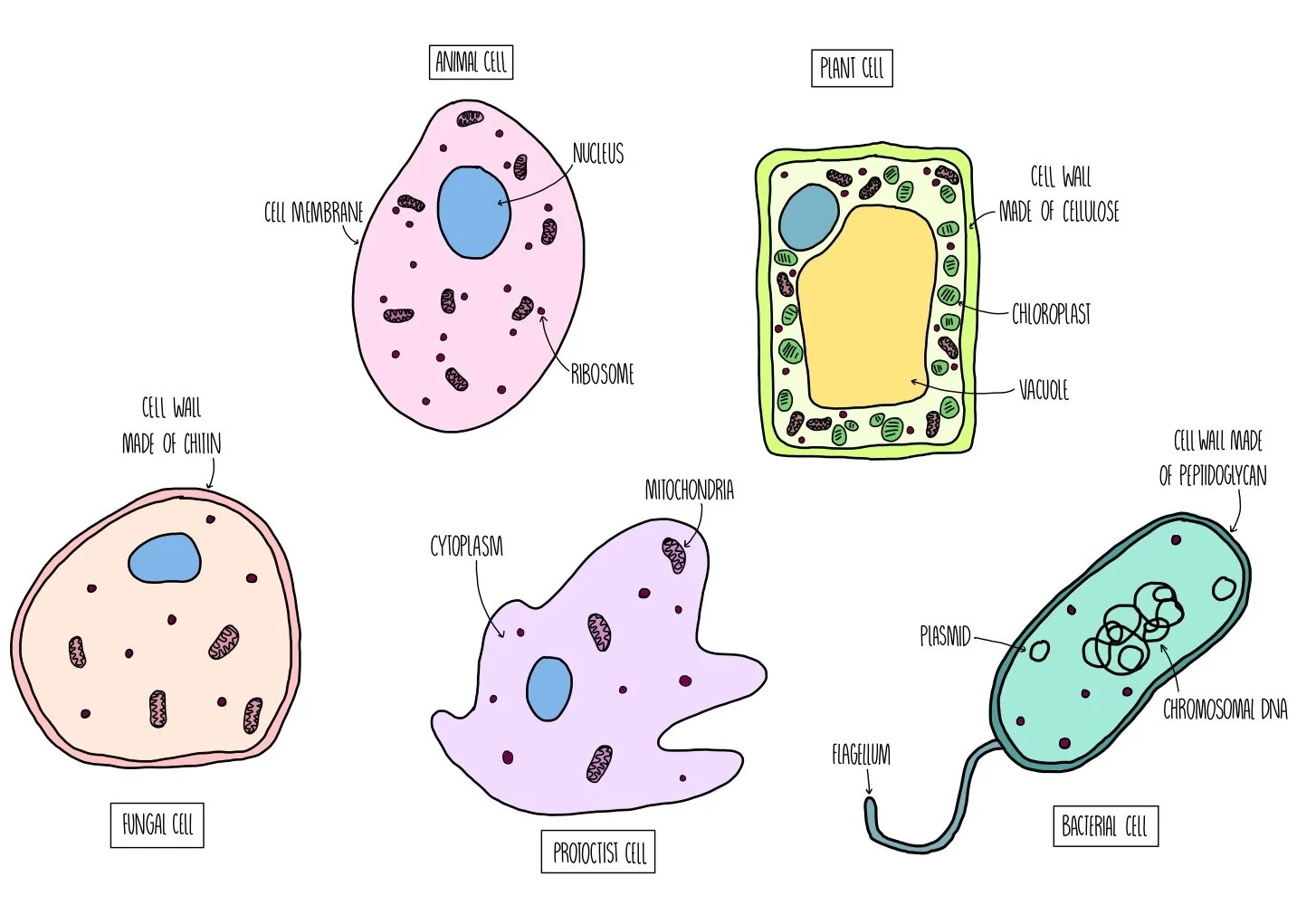 Variety of living organisms* — the science sauce