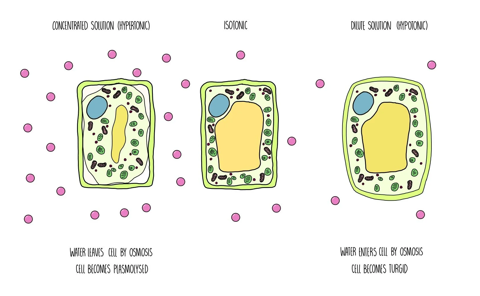 Movement across cell membranes — the science hive
