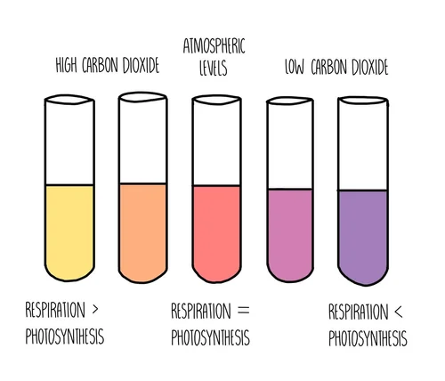 Nutrition in plants — the science sauce