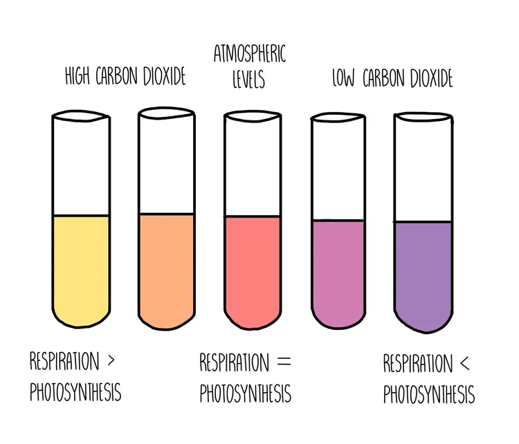 Nutrition in plants — the science sauce