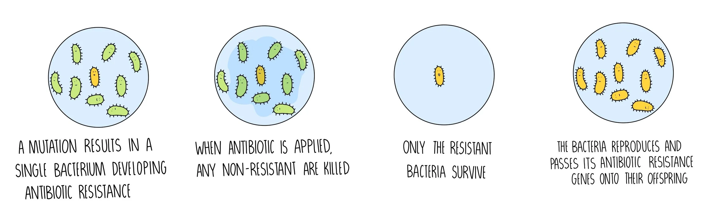 Variation and Natural Selection — the science hive