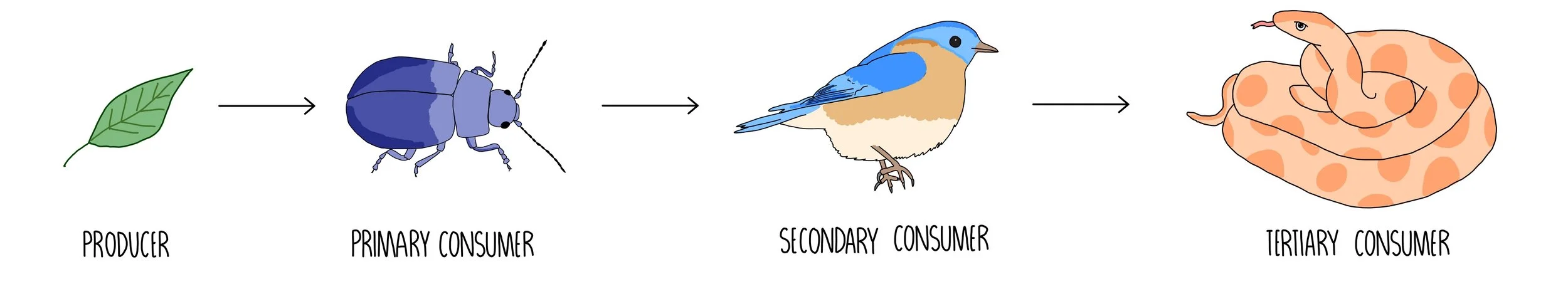 Feeding relationships — the science sauce