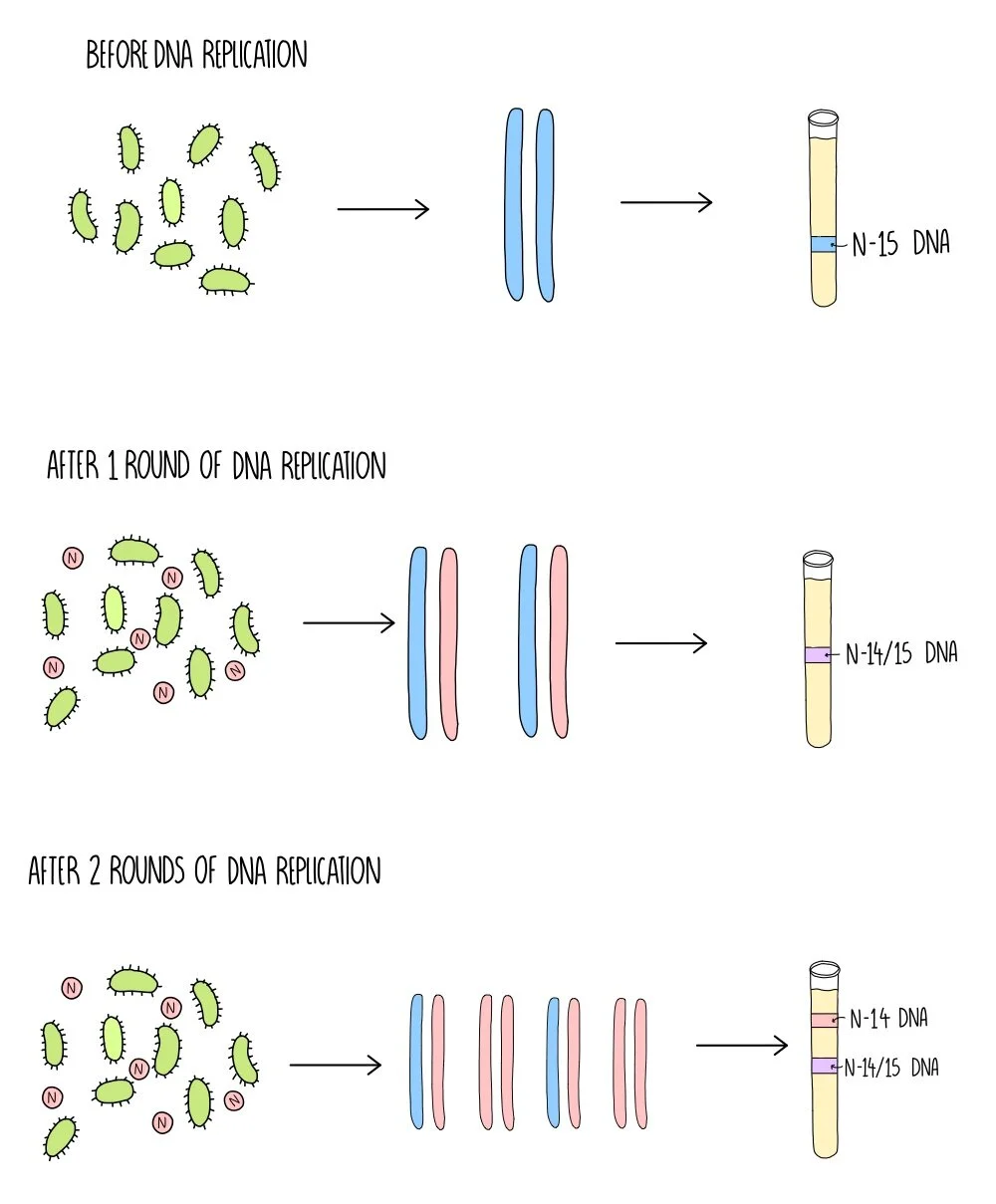 DNA Replication, Transcription & Translation (A Level) — the science sauce