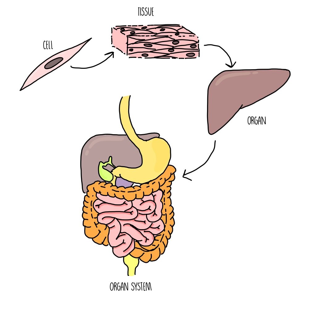 Cell structure* — the science sauce