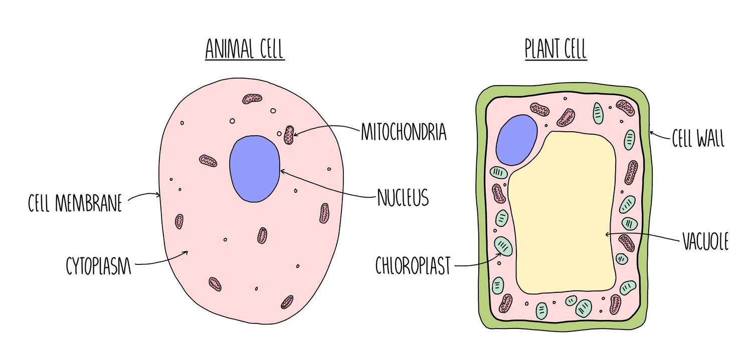 Cell structure* — the science sauce
